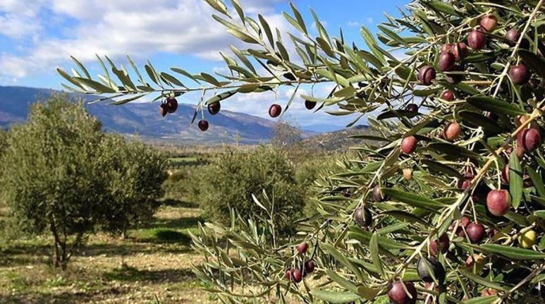 Zeytin, barış ve adalet / Gürkan Akgün – MİMDAP